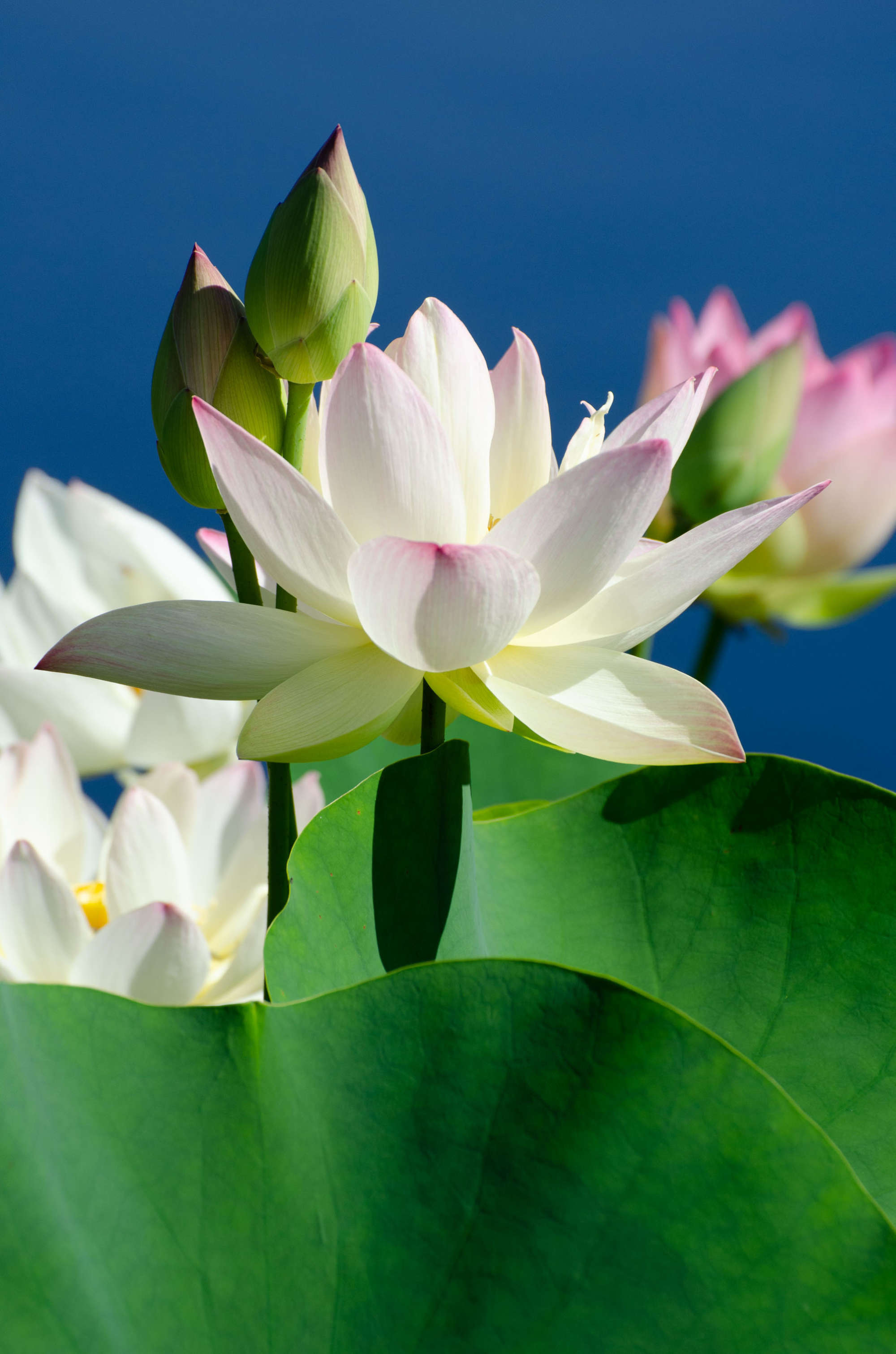 Pergola Plant List 2023 - Wave Hill